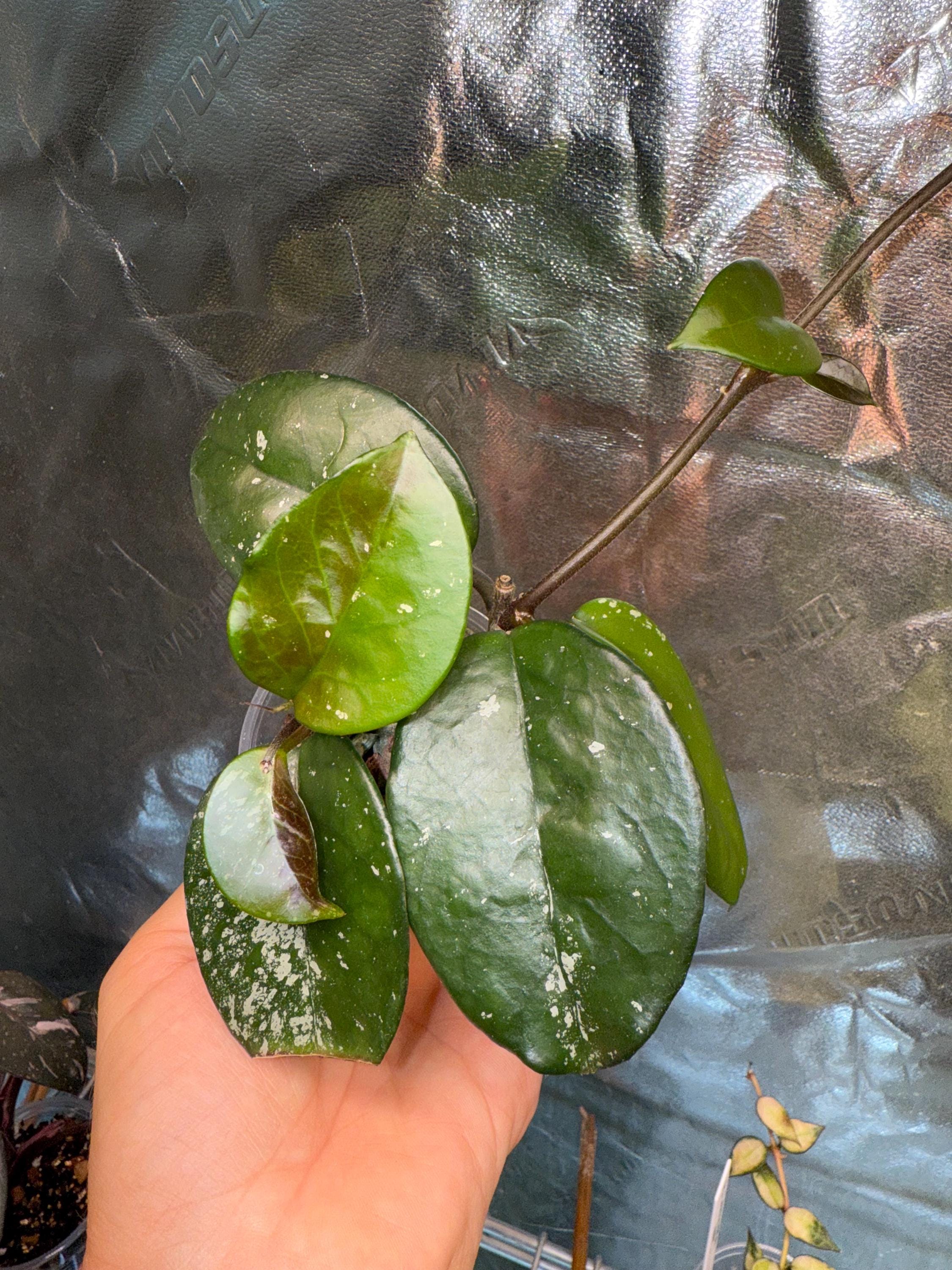 Hoya Carnosa Freckles Splash - Etsy