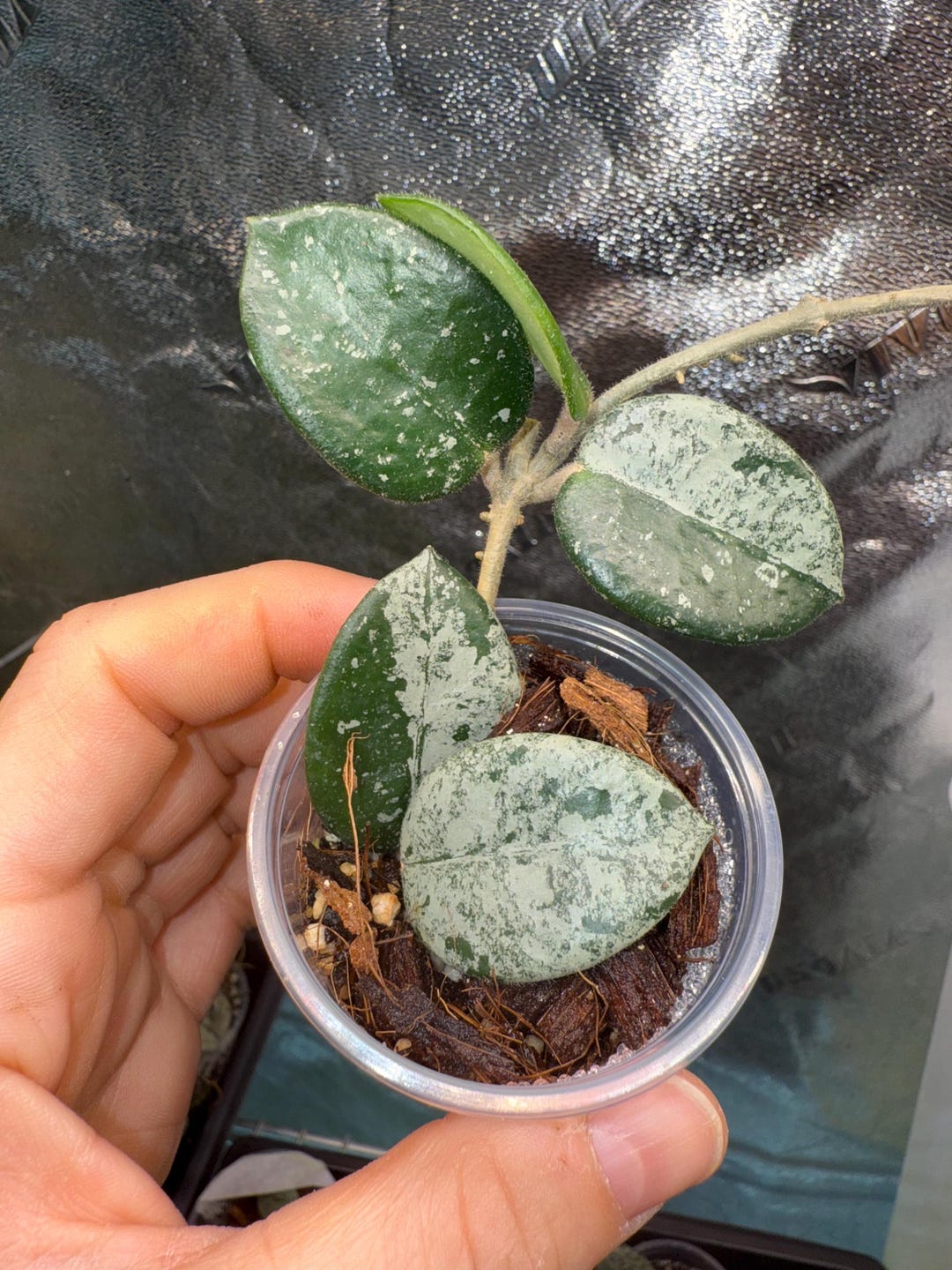 Hoya Mathilde Super Silver W/ Peduncle! - Etsy