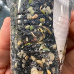 Hoya SMS ‘june’ - Etsy