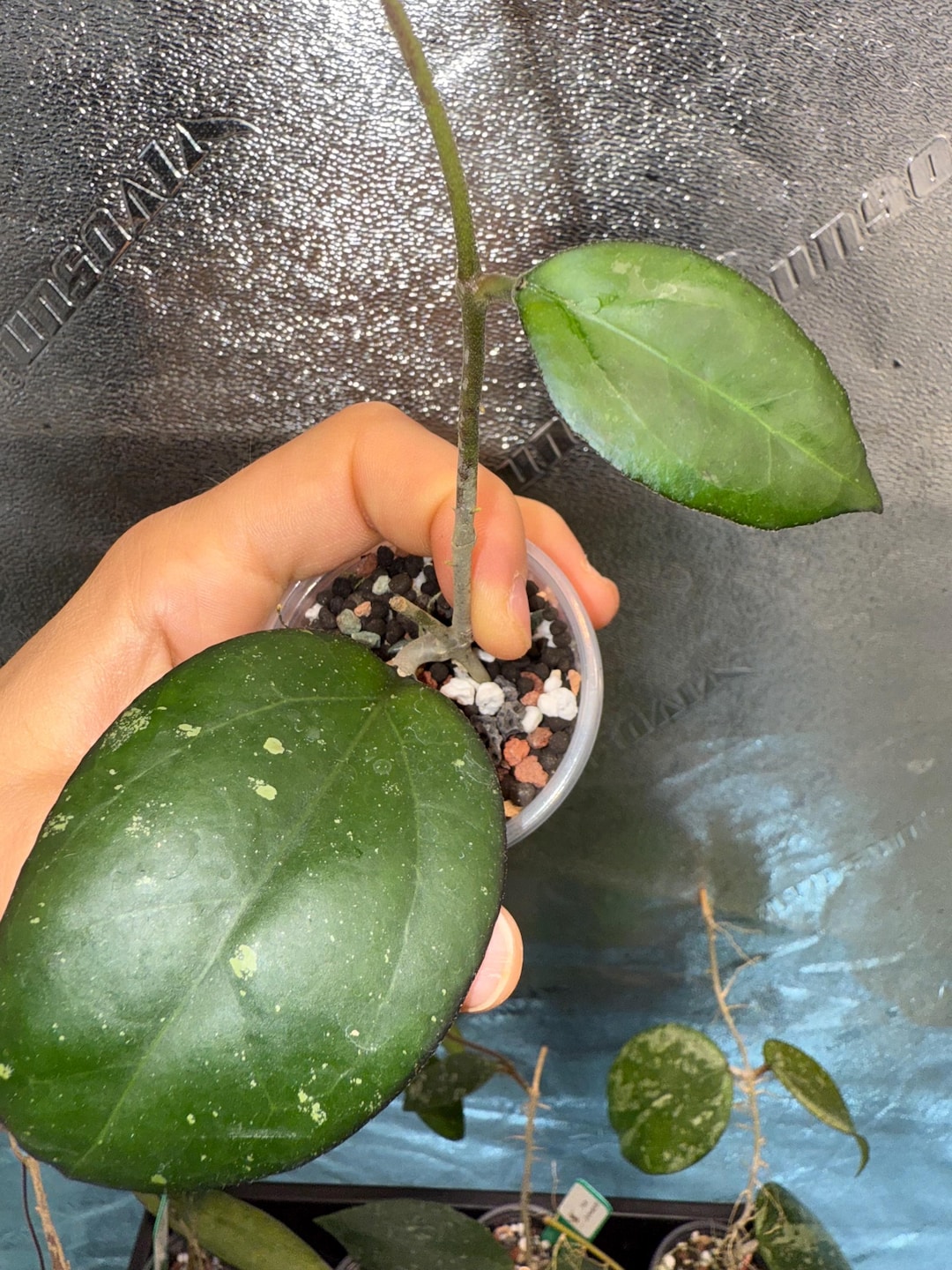 Hoya Cv. Joy Splash - Etsy