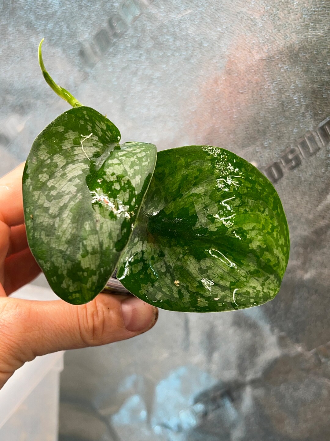 Scindapsus Dark Cloud RARE SCINDAPSUS - Etsy