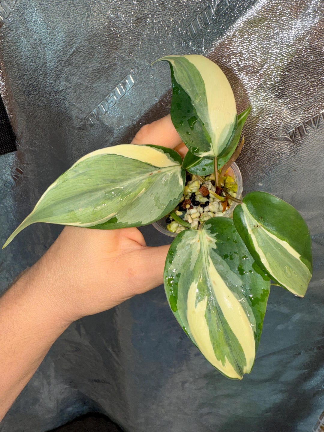 Philodendron ‘rio’ - Etsy