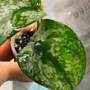 Scindapsus Dark Cloud RARE SCINDAPSUS - Etsy