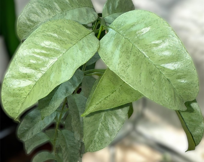 RARE: Hoya Undulata Silver Cutting - Etsy
