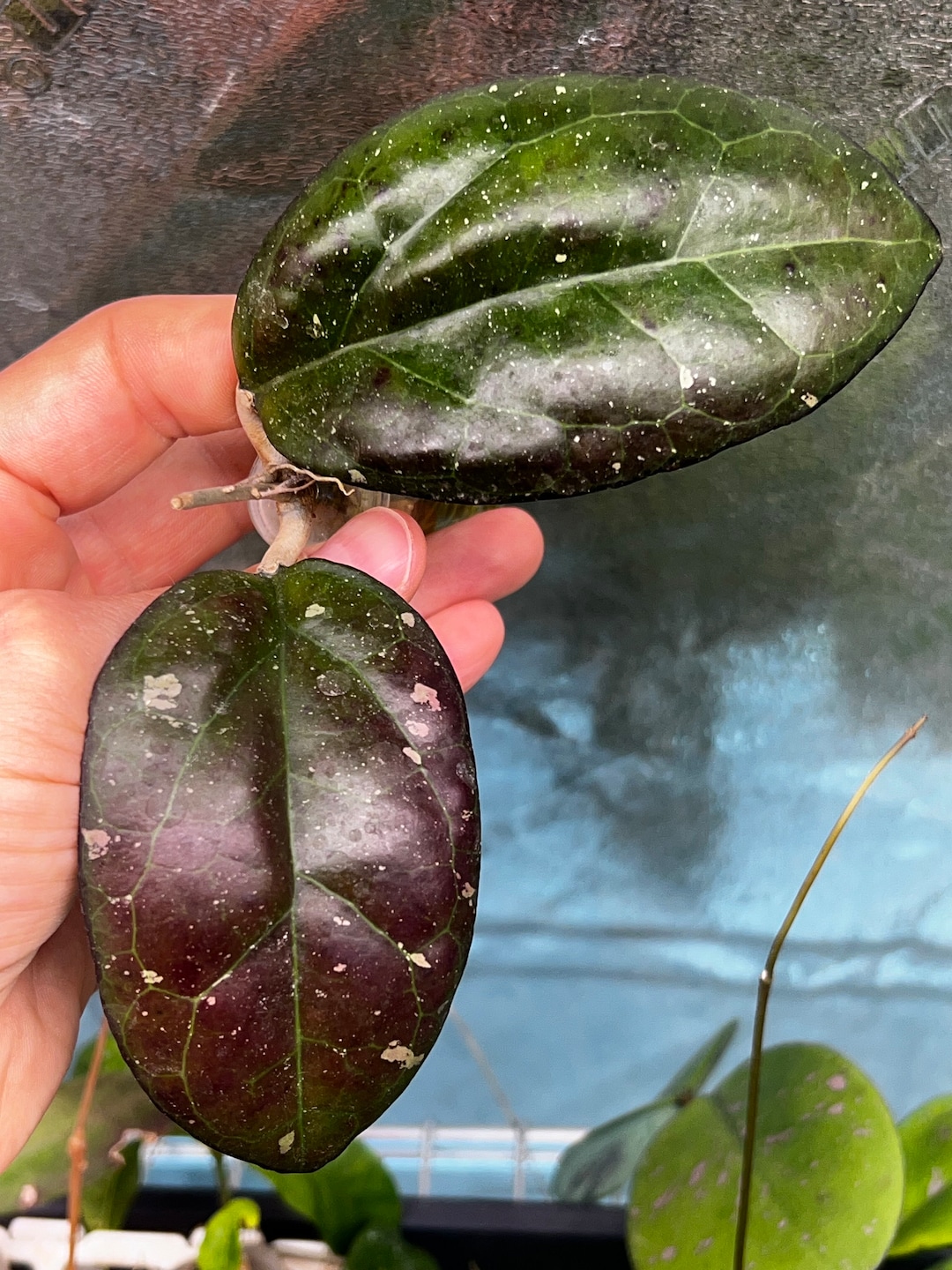 Hoya Cv. Joy Splash - Etsy