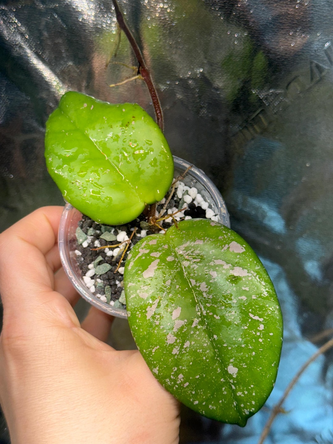 Hoya Carnosa Freckles Splash - Etsy