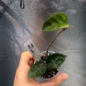 Hoya SMS ‘june’ - Etsy