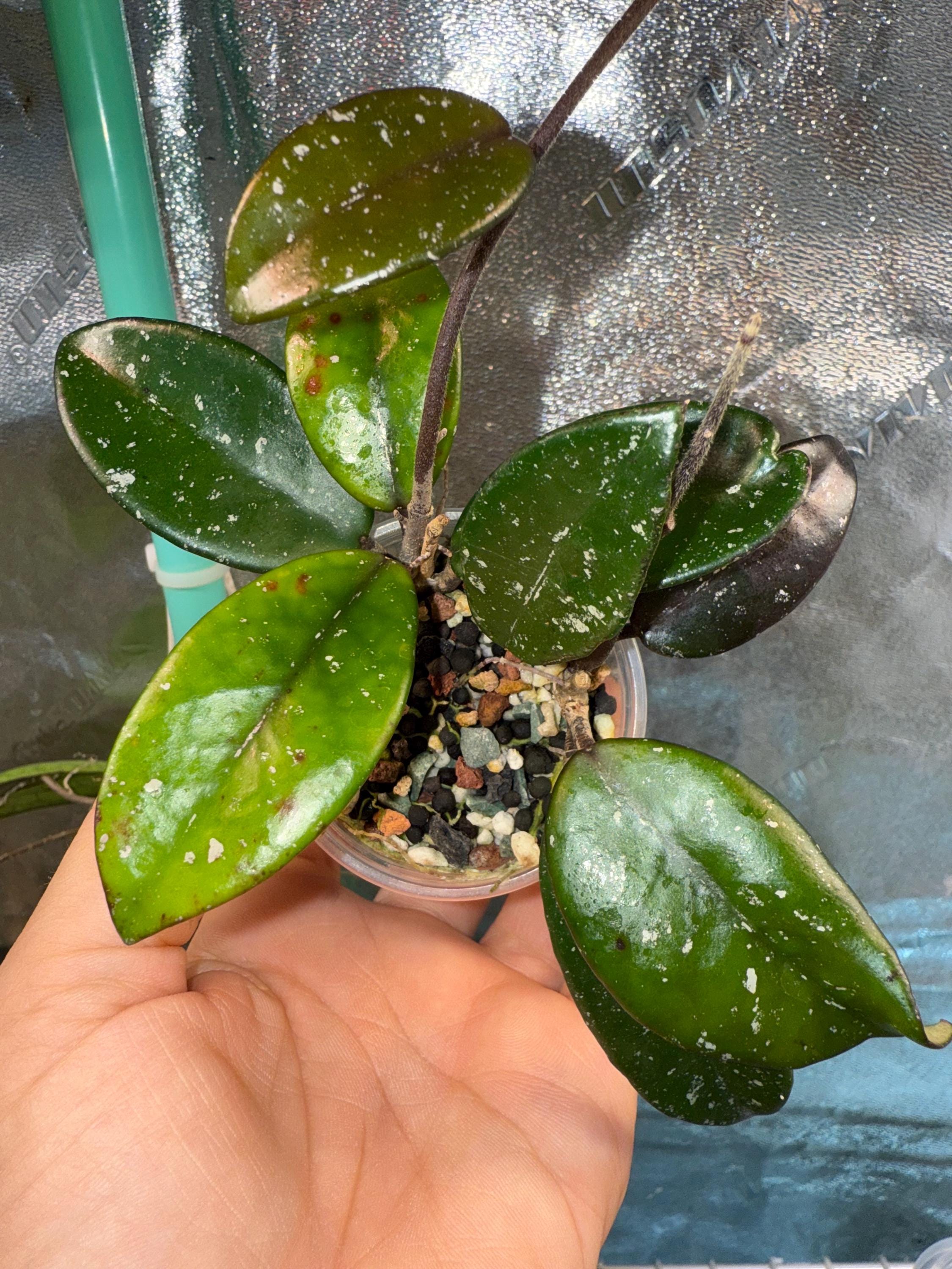 Hoya Cv. crystal - Etsy