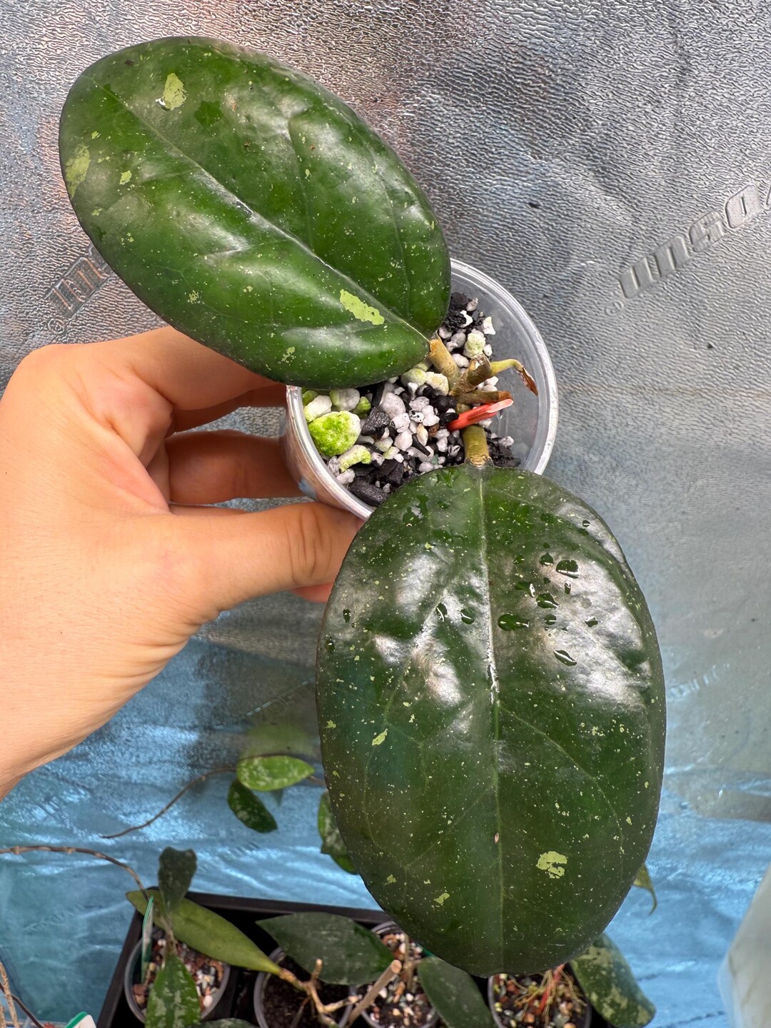Hoya Cv. Joy Splash - Etsy