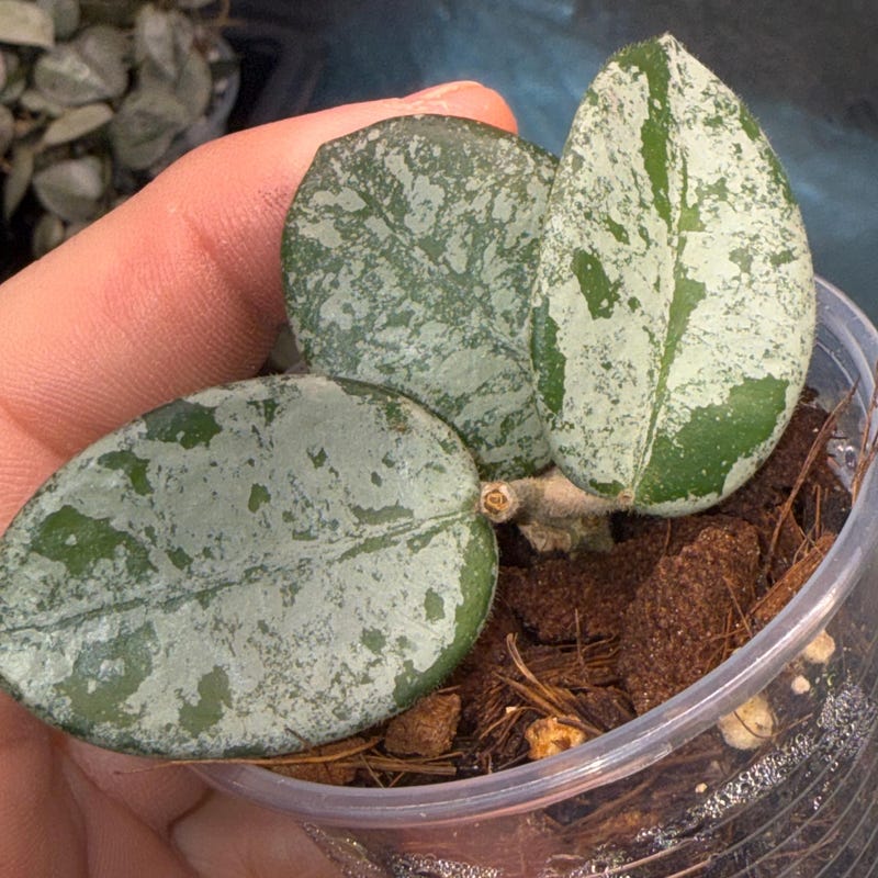 Hoya Mathilde - Etsy