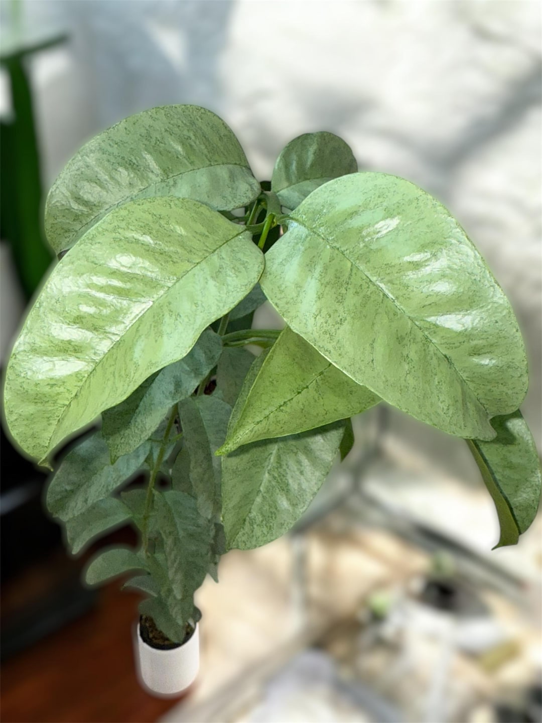 Hoya Multiflora Silver ‘wonderphil’ - Etsy