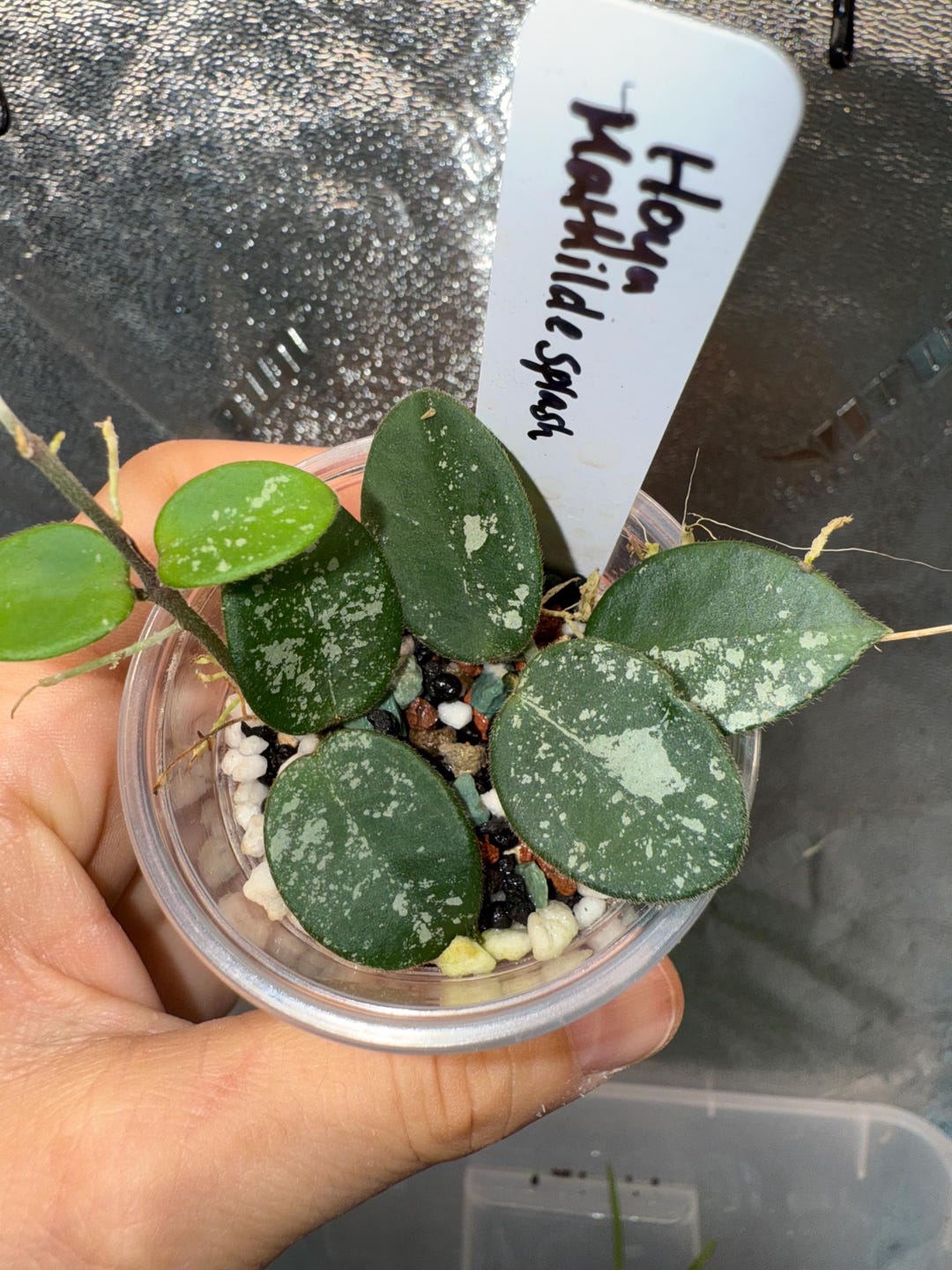 Hoya Mathilde Splash - Etsy