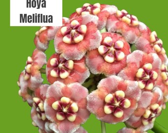 Hoya Meliflua VERY RARE - Etsy