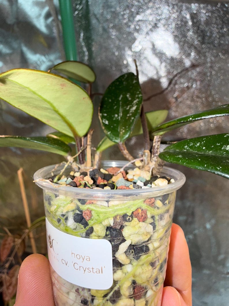 Hoya Cv. crystal - Etsy