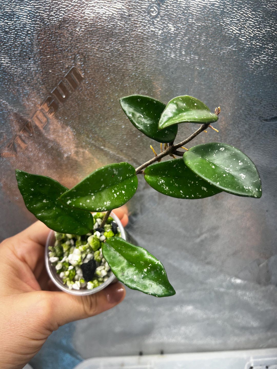 Hoya Cv. crystal - Etsy