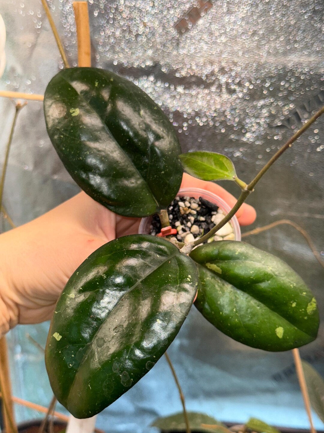 Hoya Cv. Joy Splash - Etsy