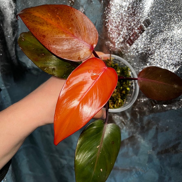 Philodendron Persimmon Princess - Etsy