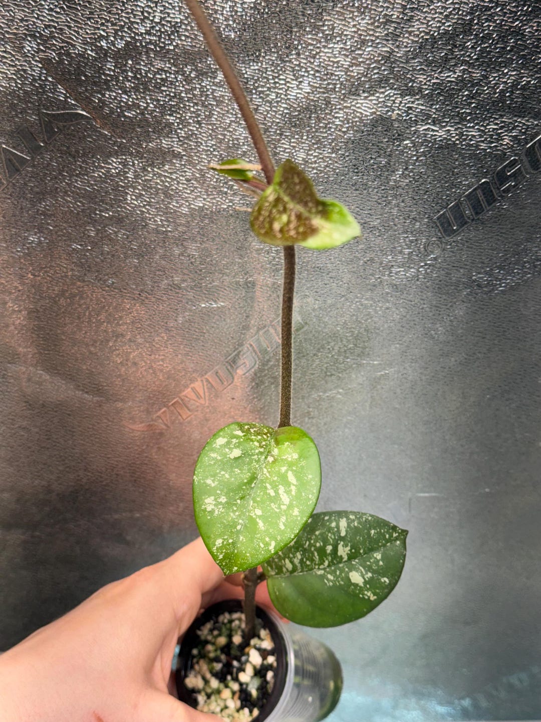 Hoya Carnosa Freckles Super Splash - Etsy