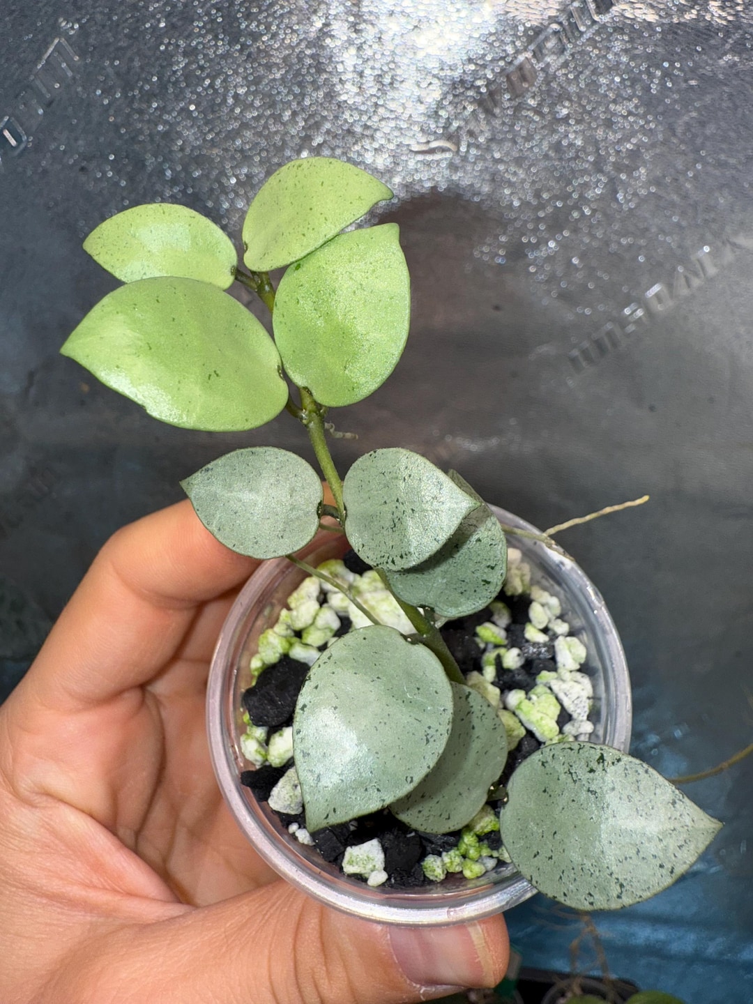 Hoya Lacunosa Silver Mint Coin - Etsy