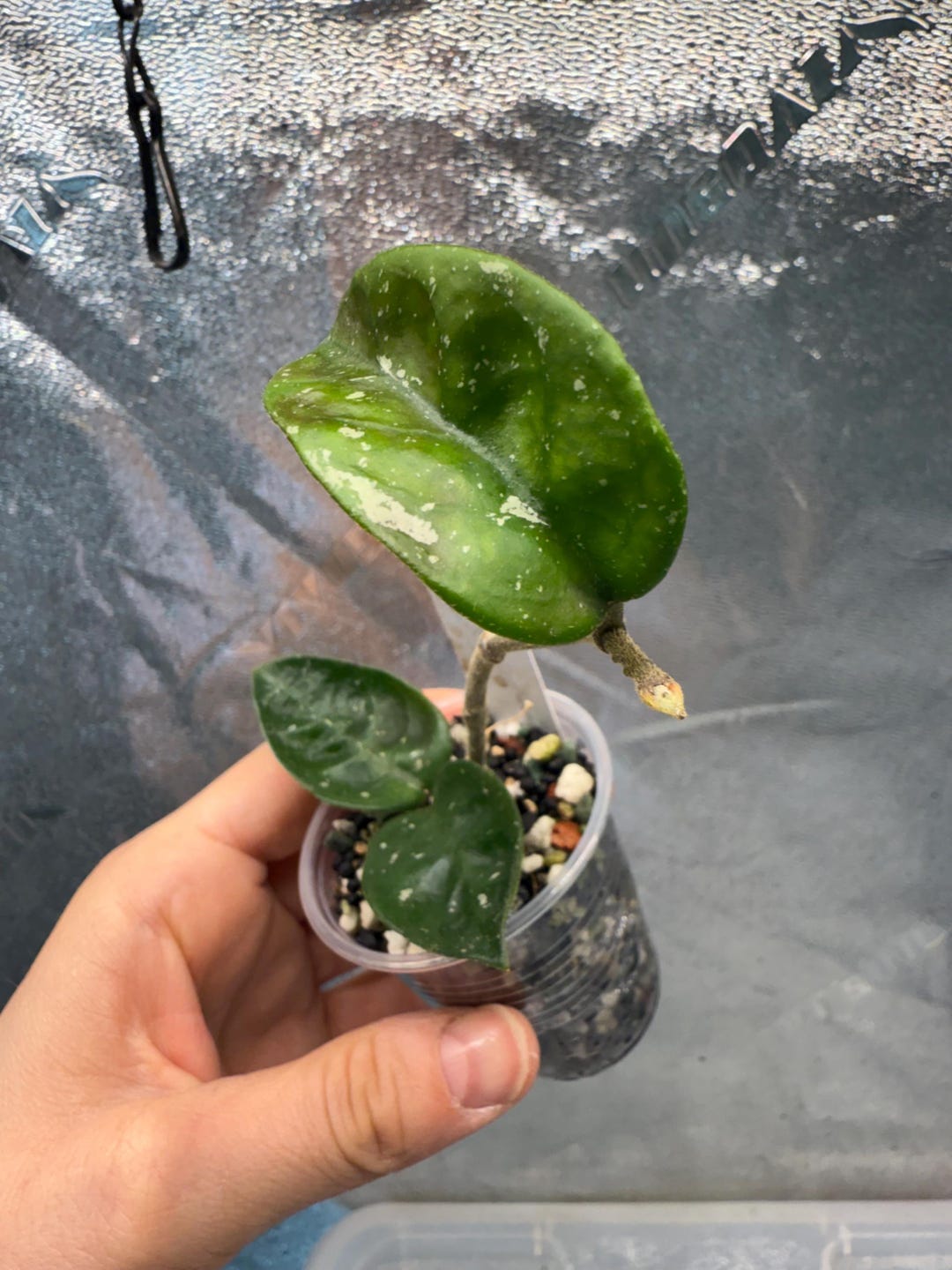 Hoya SMS ‘june’ - Etsy