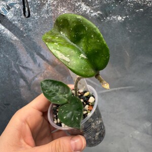 Hoya SMS ‘june’ - Etsy