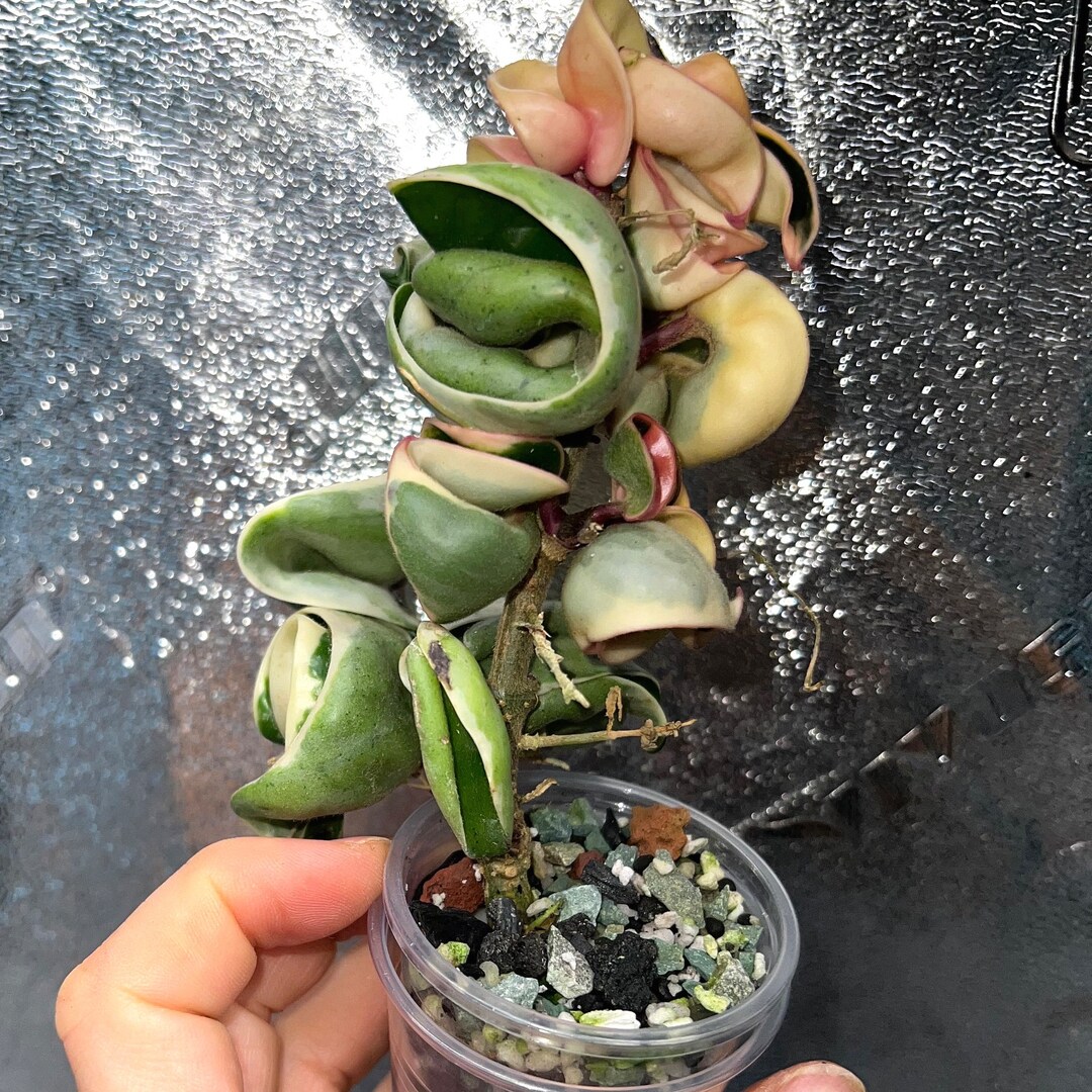Hoya Compacta Variegated - Etsy