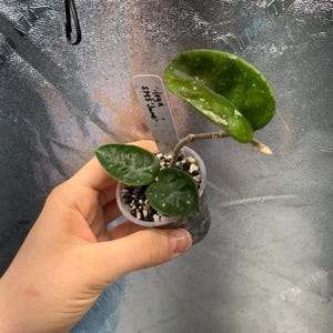 Hoya SMS ‘june’ - Etsy