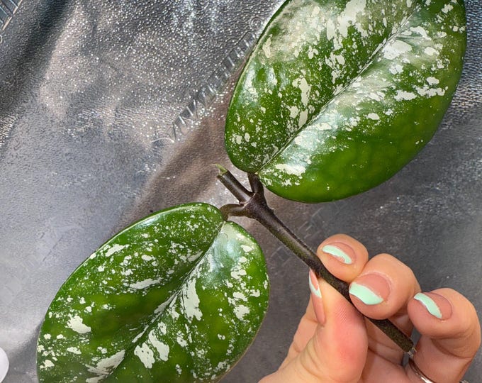 Hoya Carnosa Freckles Splash - Etsy