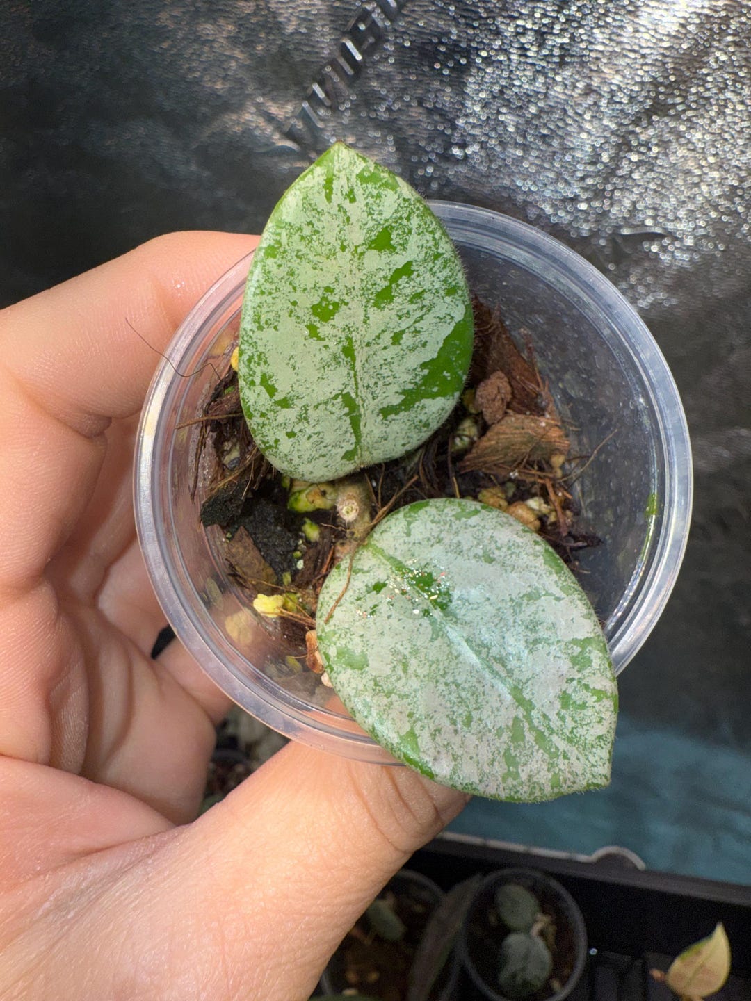 Hoya Mathilde Super Silver - Etsy