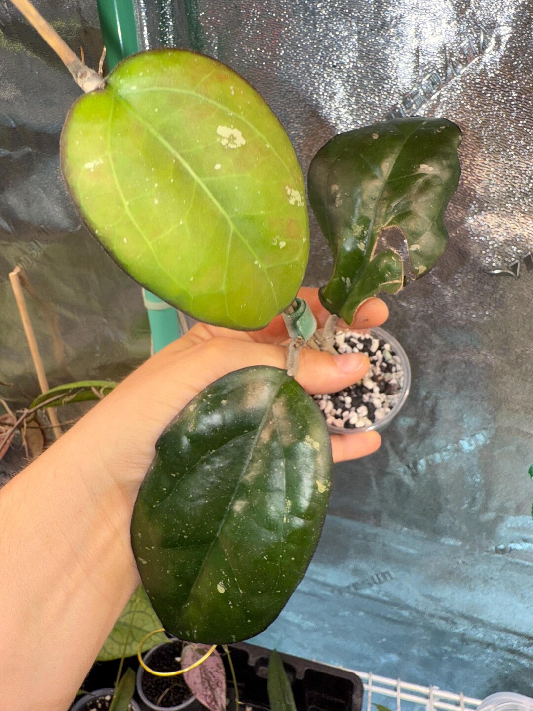 Hoya Cv. Joy Splash - Etsy