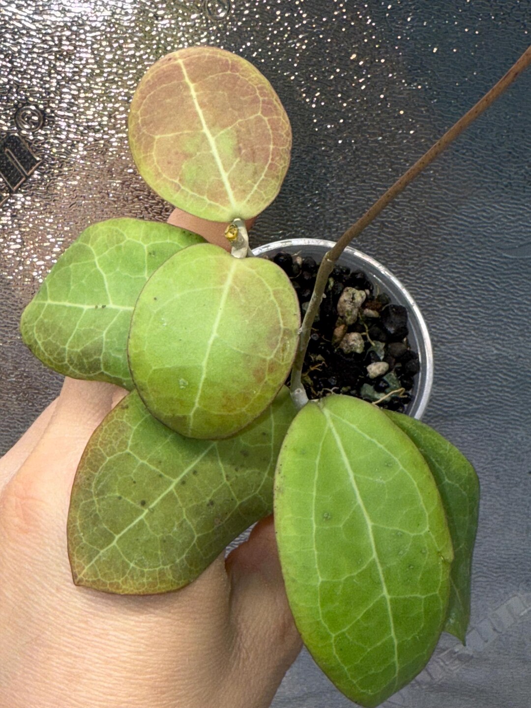 Hoya Rangsan Thailand 01 Hybrid - Etsy