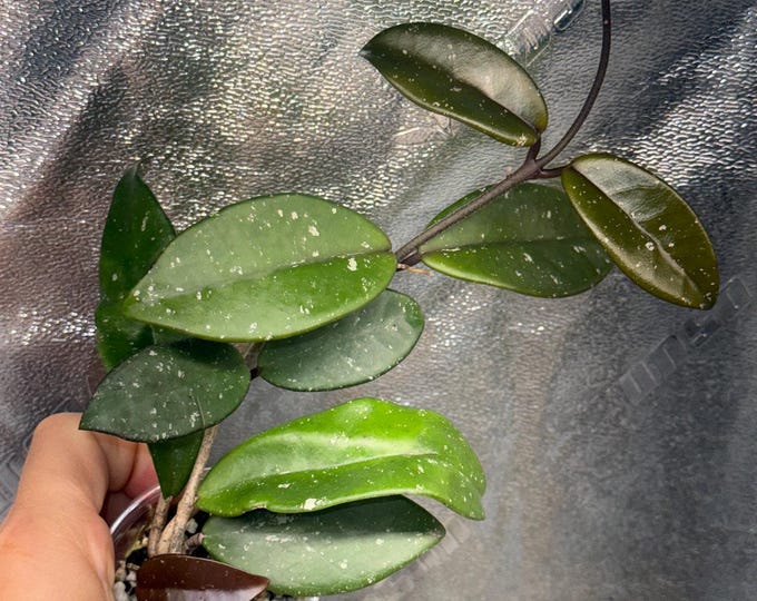 Hoya Cv. ‘crystal’ - Etsy