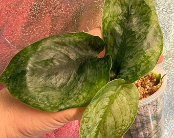 Scindapsus Dark Cloud - Etsy