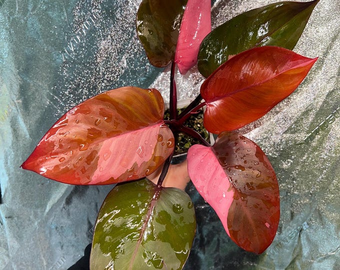 Philodendron Persimmon Princess- Kunzo Lineage - Etsy