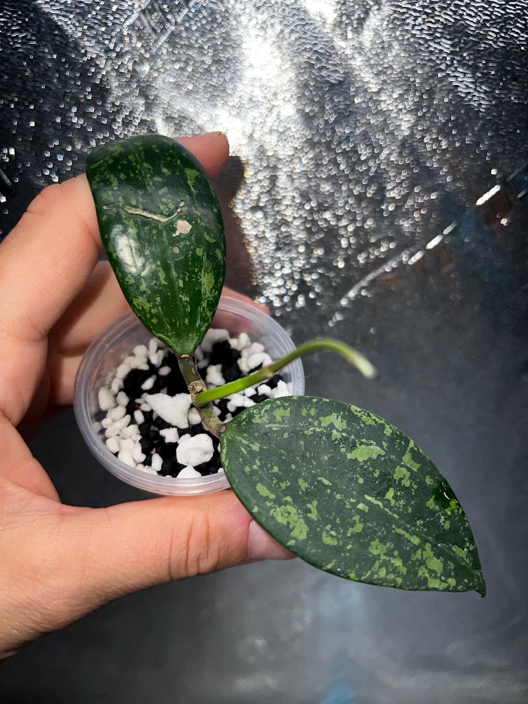 Hoya Rangsan Splash - Etsy