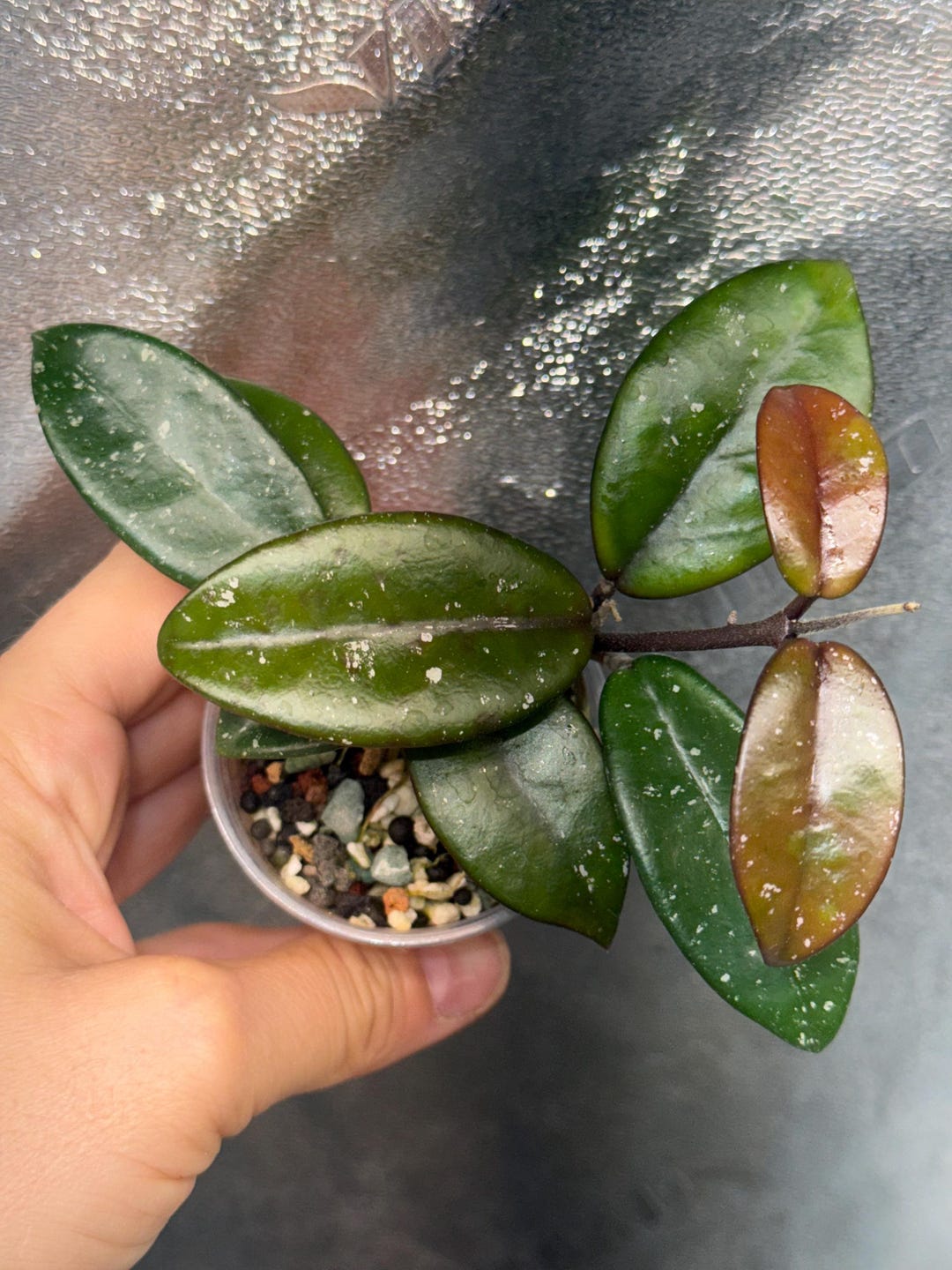 Hoya Cv. crystal - Etsy