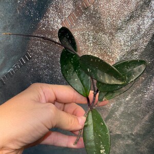Hoya Cv. ‘crystal’ - Etsy