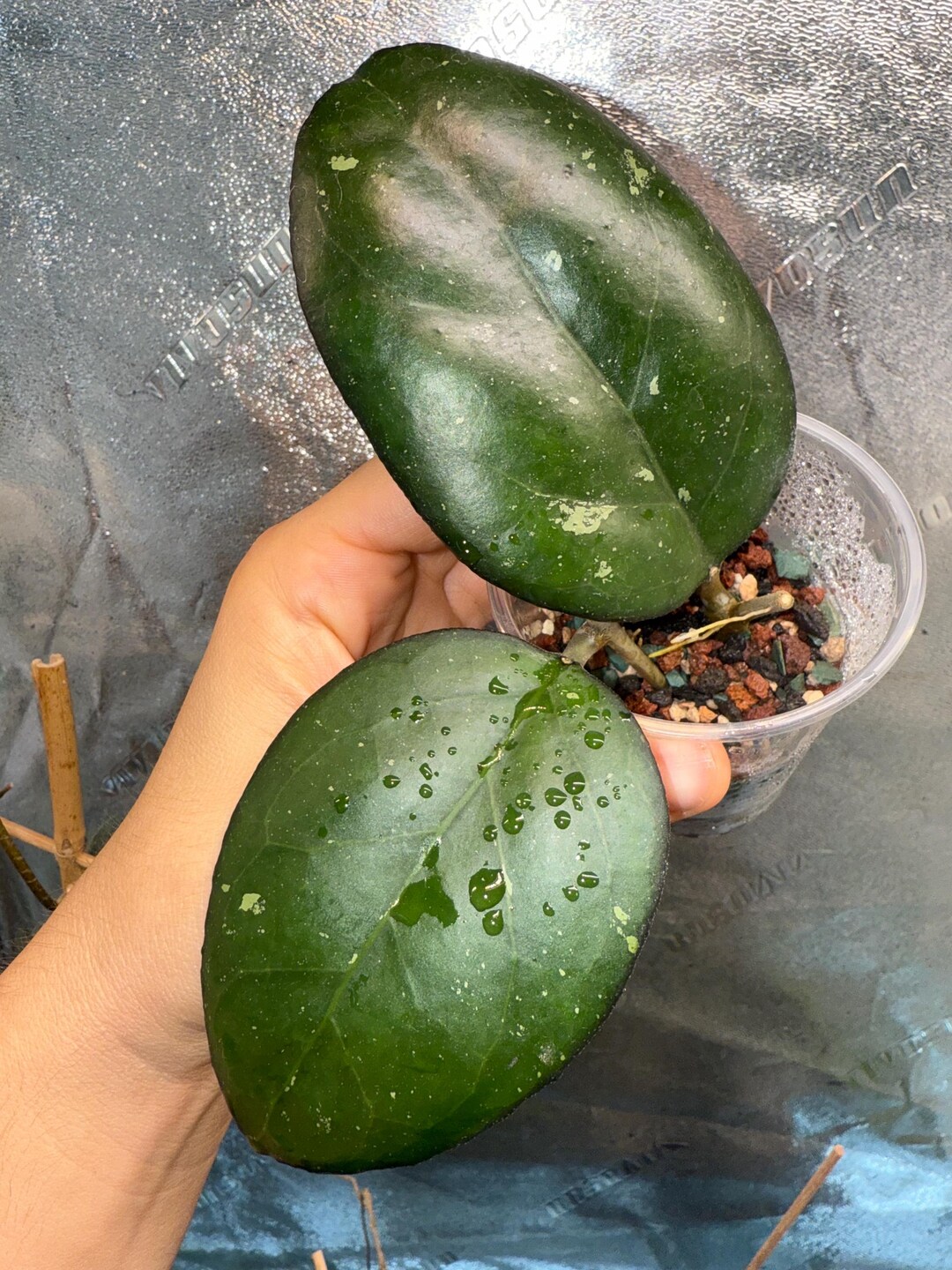 Hoya Cv. Joy Splash - Etsy