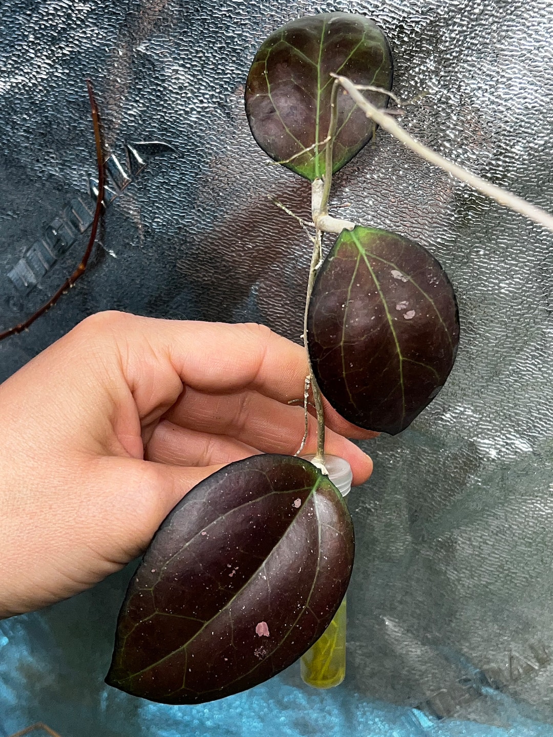 Hoya Cv. Joy Splash With Peduncle - Etsy