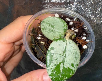 Hoya Mathilde Splash - Lightly Rooted - Actively Growing - Splash ...