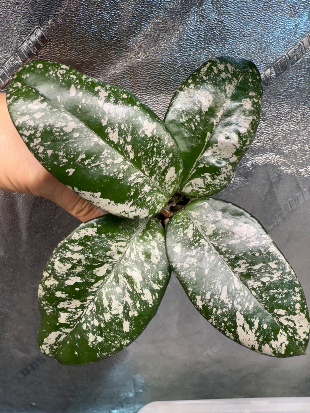 Hoya Carnosa Freckles Super Splash - Etsy