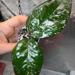 Hoya Carnosa Freckles Splash - Etsy