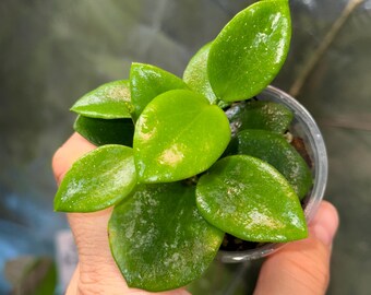 Hoya Biakensis Splash | VERY RARE Hoya Plant - Etsy