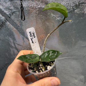 Hoya SMS ‘june’ - Etsy