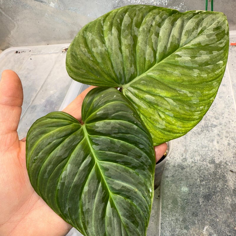Philodendron Sodiroi - Etsy