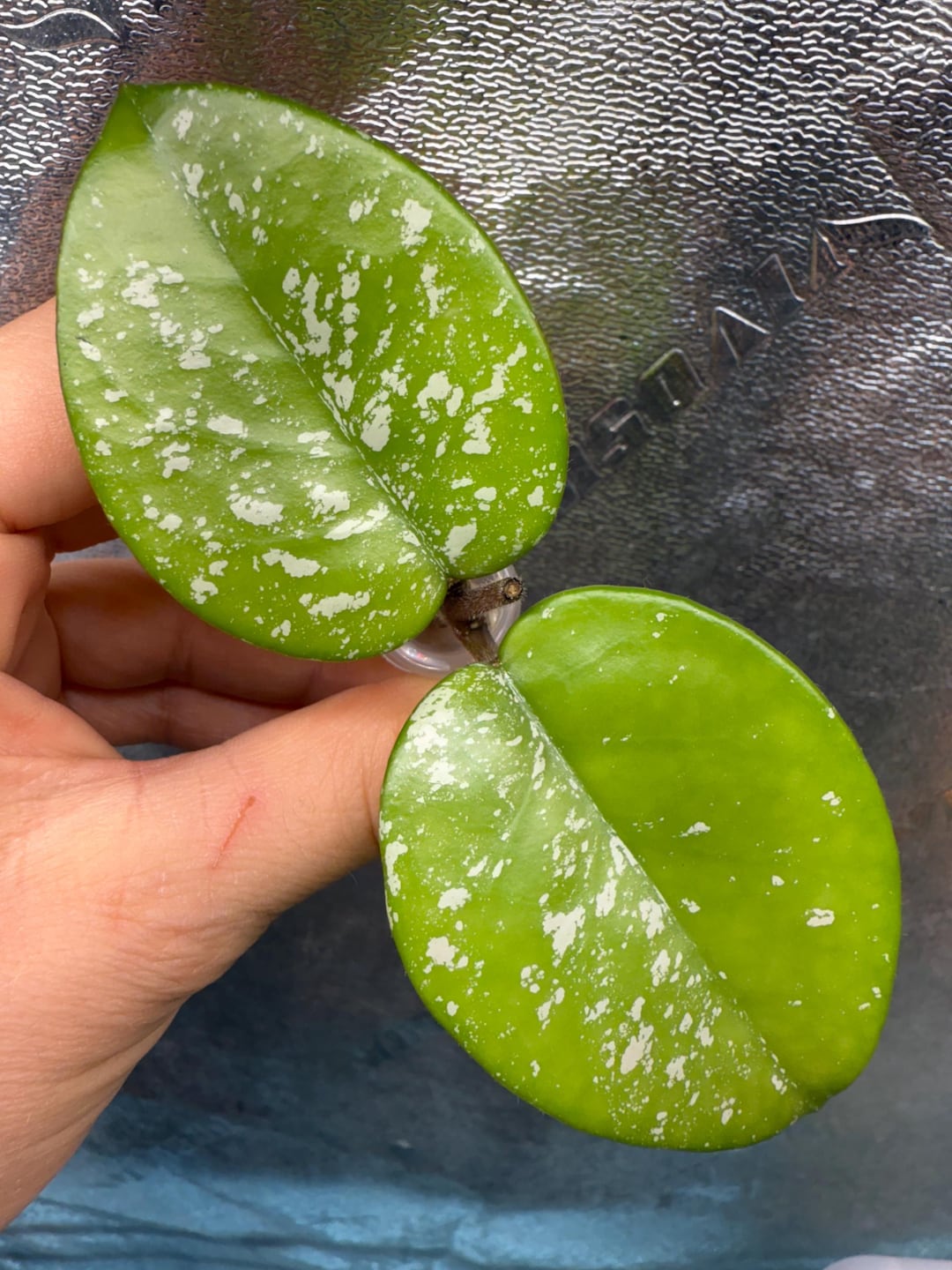 Hoya Carnosa Freckles Splash - Etsy