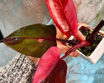 Philodendron Persimmon Princess- Kunzo Lineage - Etsy