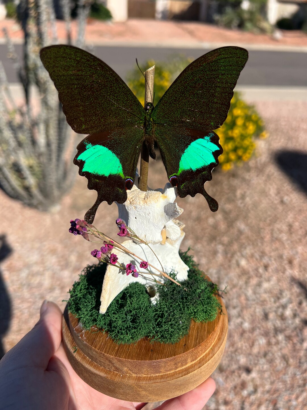 Real Butterfly With Vertebrae Butterfly Art Oddities and - Etsy