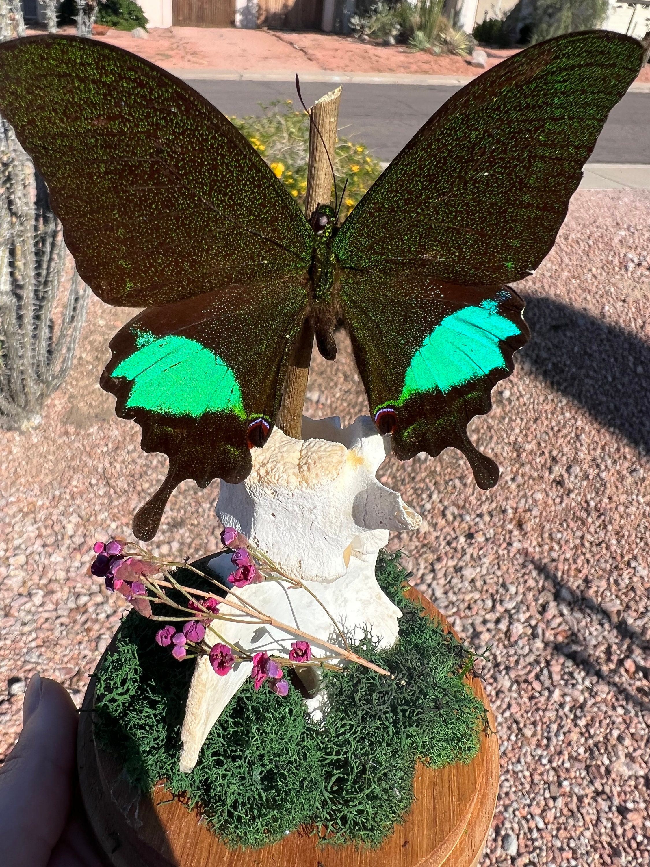 Real Butterfly With Vertebrae Butterfly Art Oddities and - Etsy