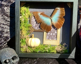 Moss Shadow Box | Etsy